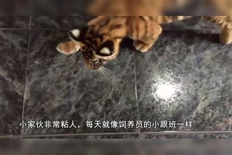主人带小老虎上街玩耍小家伙也不怕生奶凶奶凶地简直太可爱 小家伙 主人