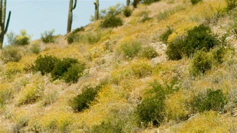 You Dont Care About Buffelgrass But You Should