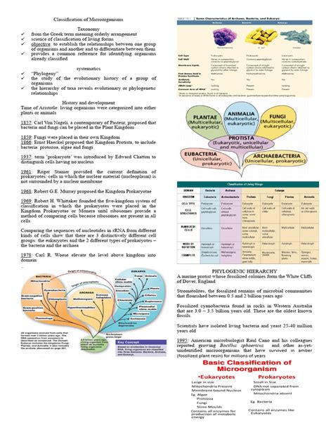 Classification Of Microorganisms Pdf Microorganism Biology Classification Of Microorganisms Pdf Microorganism Biology