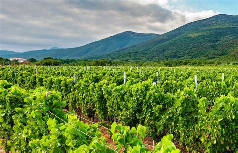 Raddoppio Autorizzazioni Per Nuovi Vigneti Cia Savona Finalmente Accolte Le Richieste Di