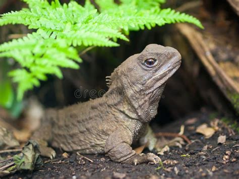 Tuatara New Zealand Native Reptile Stock Image Image Of Wild