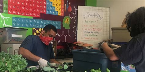 Felege Hiywot Center Turning Bug Infestations Into An Experiment