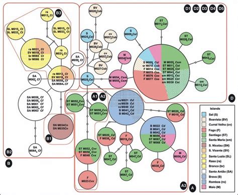 Parsimony Network Corresponding To Rag2 Sequence Variation Calculated
