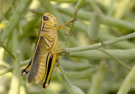 Grasshopper The Alberta Seed Guide