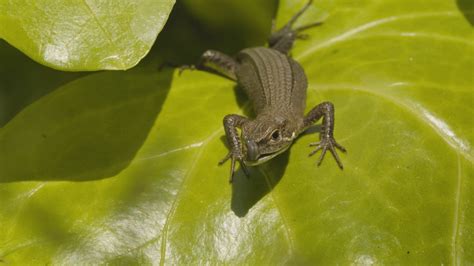 watch this video to reset your algorithm to 100 lizards