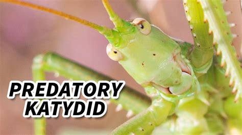 Katydid Predators