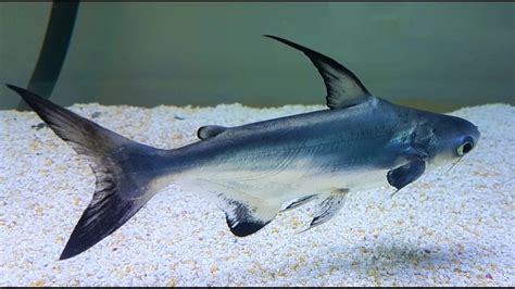 Sharks Rsb Aquatics