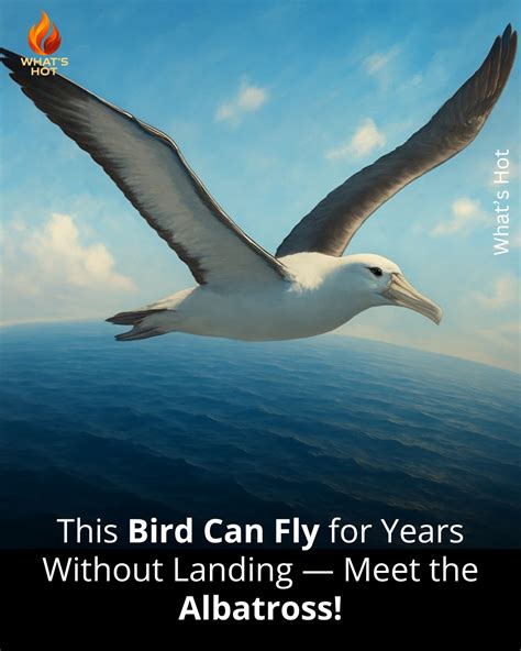 Whats The Albatross Is Basically The Ultimate Sky Traveler 🕊️🌍