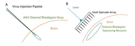 Development Of A Utah Optrode Array For Large Scale Optogenetics In Non Human Primate Cortex