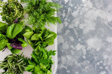 매운 신선한 허브 모듬 바 질 타임 딜 파 슬 리 로즈마리 메탈 릭 폼 평면도 복사 공간 건강관리와 의술에 대한 스톡 사진 및 기타 이미지 Istock