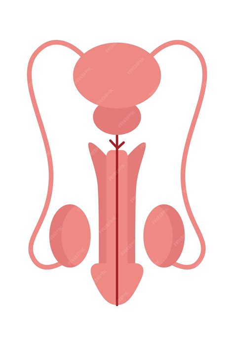 Órgano Reproductor Masculino Ilustración Vectorial Vector Premium