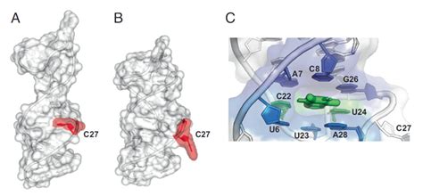 Pnas丨可靶向rna三级结构的小分子 企业官网