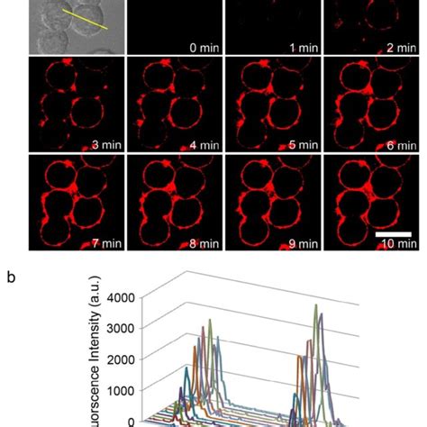 Tumor Specific Fluorescence Imaging In Xenograft Tumor Models A In Download Scientific