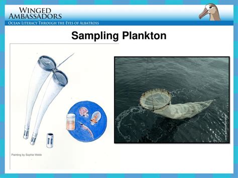 Lesson 1 Introduction To Seabirds Ppt Download