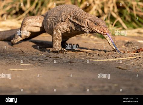 Monitor Lizard Or Bengal Monitor Or Common Indian Monitor Or Varanus Bengalensis Tongue Sticking