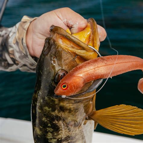 Calico Bass Lures 9 Inch Pickle Into The Fall And Throughout Winter