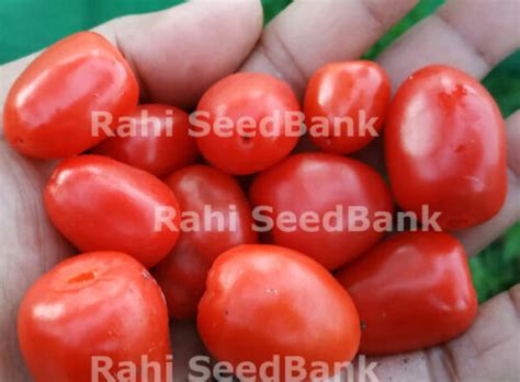 Chilli Rocoto Mini Red A Small Red Cherry Tomato Type Hot Chilli