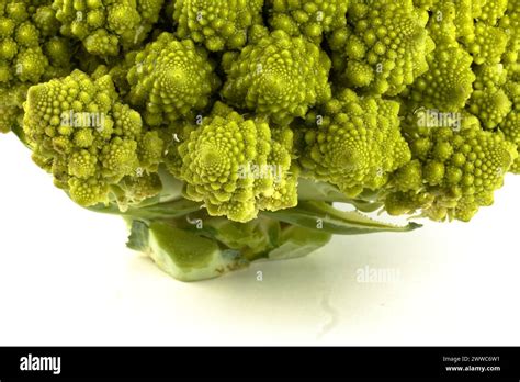 A Biological Example Of Fibonacci Spirals And Fractals In Nature Using