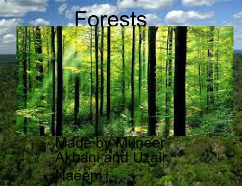 Forests Forests Book 458961
