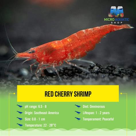 Red Cherry Shrimp Brighten Your Aquarium With Vibrant Freshwater Shrimp Micro Aquatic Shop