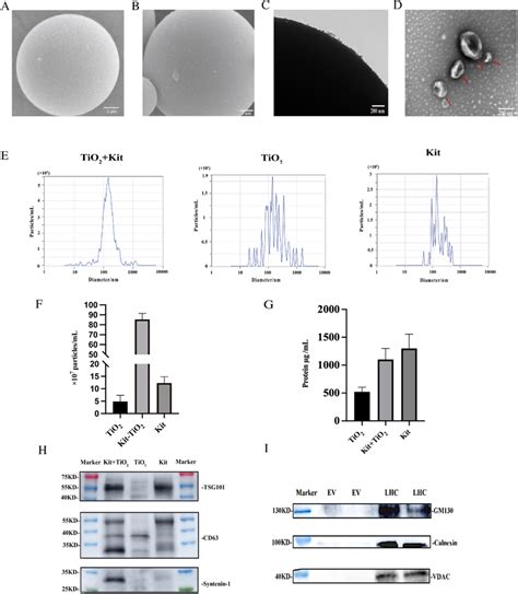 Characterization Of The Isolated Ev A Sem Image Of Tio2 Microsphere