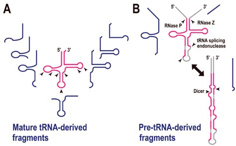 Life Special Issue The Origins And Early Evolution Of RNA