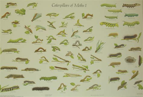 Butterfly And Moth Caterpillars Identification Guide At Alana Walden Blog