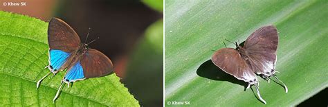 Butterflies Of Singapore Sexual Dimorphism Part 2
