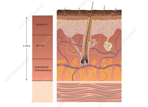 Subcutaneous Layer Hypodermis