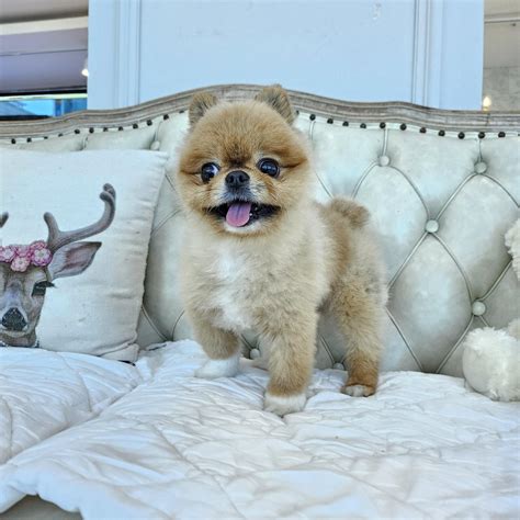 포메라니안 랑이 닥스훈트무료입양사이트 도베르만무료입양사이트 말티치무료입양사이트 말티폼무료입양사이트 보더콜리무료입양사이트 프렌치불독무료입양사이트 빠삐용무료입양사이트 파피용무료