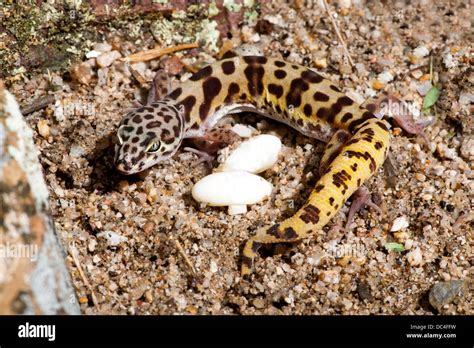 Western Banded Gecko Coleonyx Variegatus Tucson Pima County Arizona