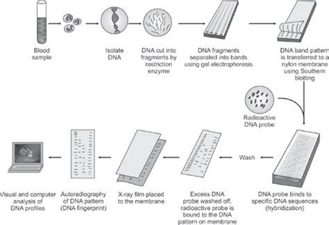 Dna Fingerprinting Process In Steps Dna Fingerprinting Process In Steps