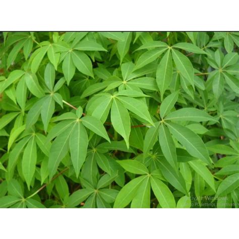 Jual Daun Singkong Segar 1kg Daun Singkong Muda 100 Original Indonesia Shopee Indonesia