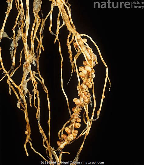 Rhizobium Root Nodules