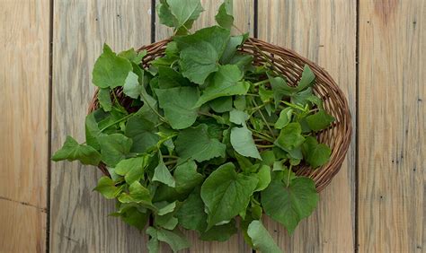 Faparko Saag Buckweat Shoots Cuisine Nepal