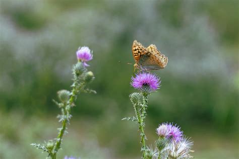 Backgroundputih Photos Download The Best Free Backgroundputih Stock