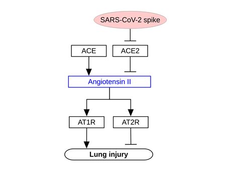 Downregulation Of Ace2 By Sars Cov 2 Spike Protein Wp4799 Homo Sapiens Wikipathways