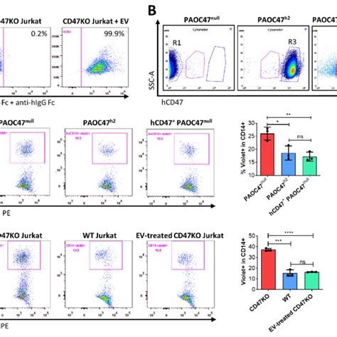 Protection Against Phagocytosis By Cross Dressed Cd47 A Cd47ko Download Scientific Diagram