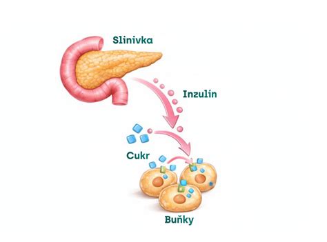 Berberin A Inzulinová Rezistence Proč Samotná Dieta často Nestačí