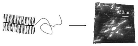 Micelles Formed By Cylindrical Brush‐coil Block Copolymers Khelfallah
