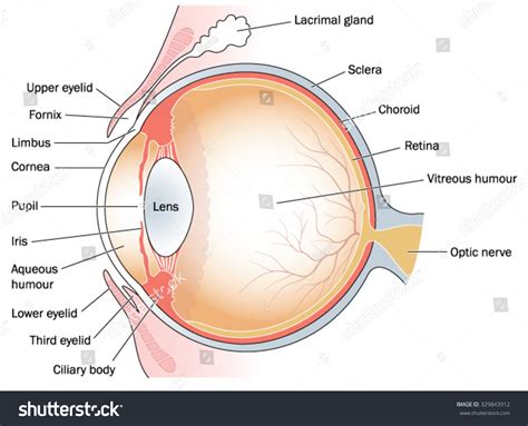 Cross Section Through Eye Eyelids Including Stock Vector Royalty Free