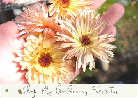 Growing Dahlias Indoors Diy Cocoonraw