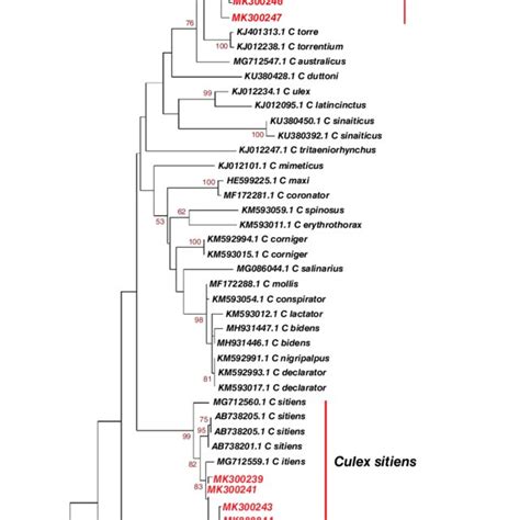 Maximum Likelihood Phylogenetic Tree Of Partial Cytochrome Oxidase