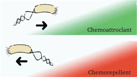 Examples Of Chemotaxis In Real Life The Boffins Portal
