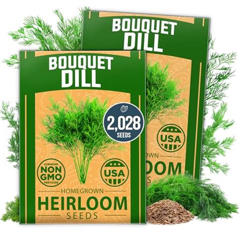 Dill Seed Characteristics Appearance Identification And Varieties