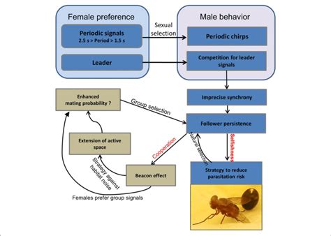 Selection Pressures Potentially Involved In The Evolution Of Chorus Download High