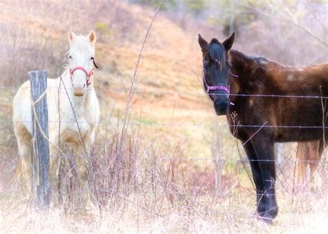 Premium Photo Horses On Grassy Field