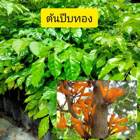 ต้นปีบทอง สูง40 50ซม ในถุงขนาด35×9นิ้ว ส่งฟรี Shopee Thailand