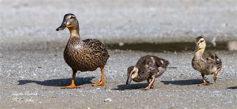 Ebird Checklist 11 Jun 2023 Etang Burbank 8 Species