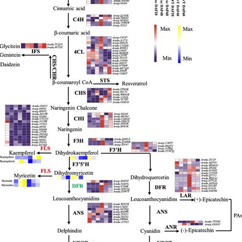 Flavonoidanthocyanin Pathways Involved In Peanut Seed Coat Download Scientific Diagram